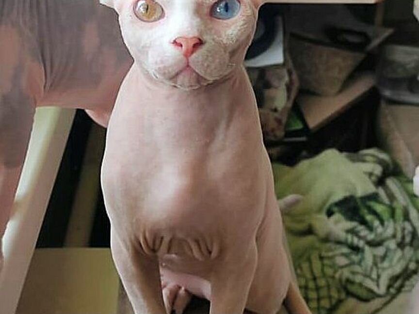 Разноглазый Котик сфинкс