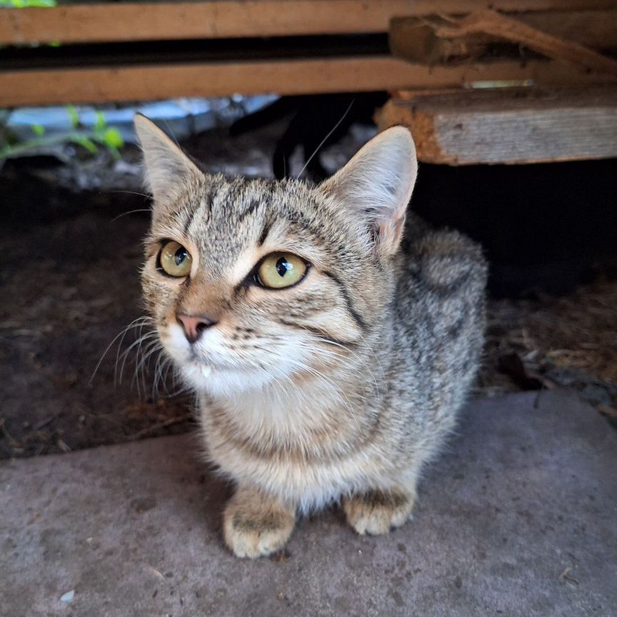 Ищем дом для трёх котят