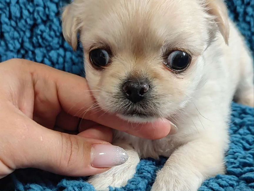 Кремовые детки