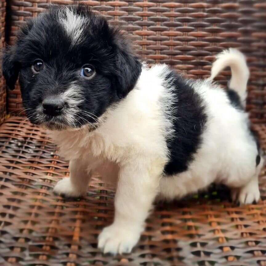 Щенок в добрые руки