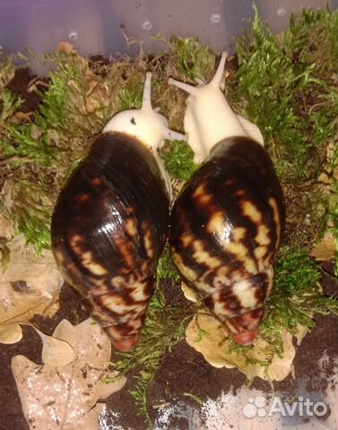 Улитка Эгрегия леуцист