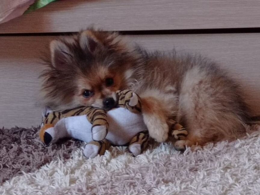 Продаю щенка породы Мини шпиц