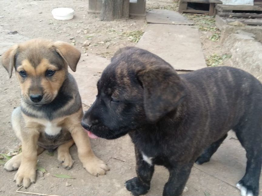 Отдам щенков Кане Корсо в добрые руки