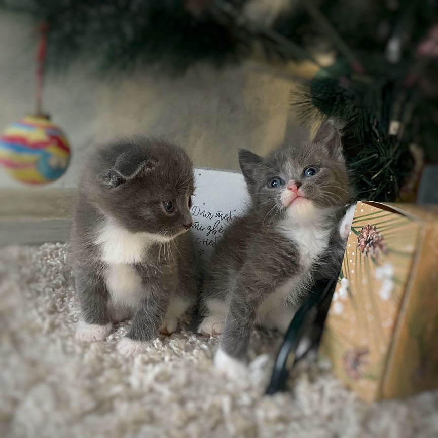 Котята бесплатно серые