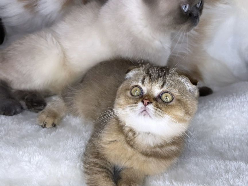 Котик золотая шиншилла