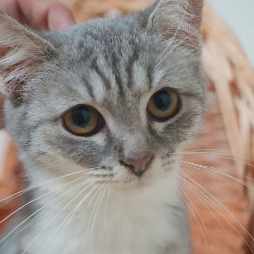 Боря ждет своего Человека