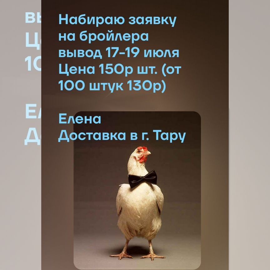 Куры бройлеры цыплята