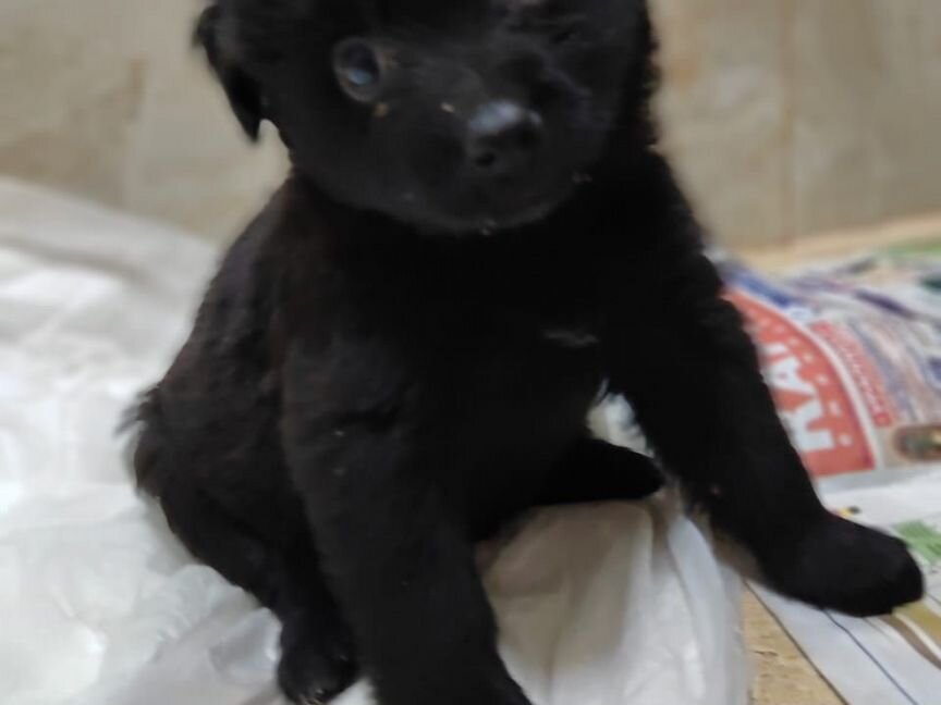 Красивые щеночки 1,5 мес в добрые руки