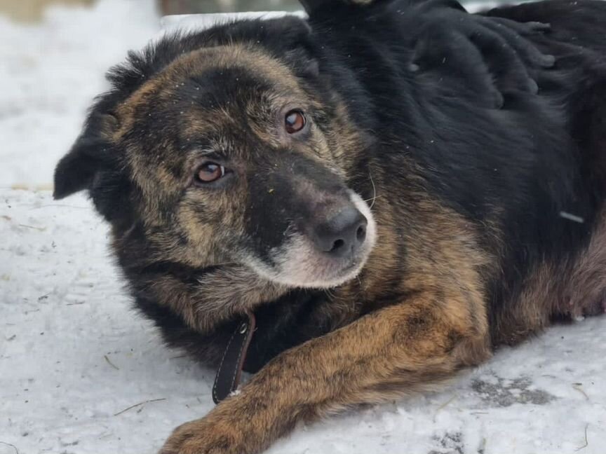 Собака ищет дом, Балин