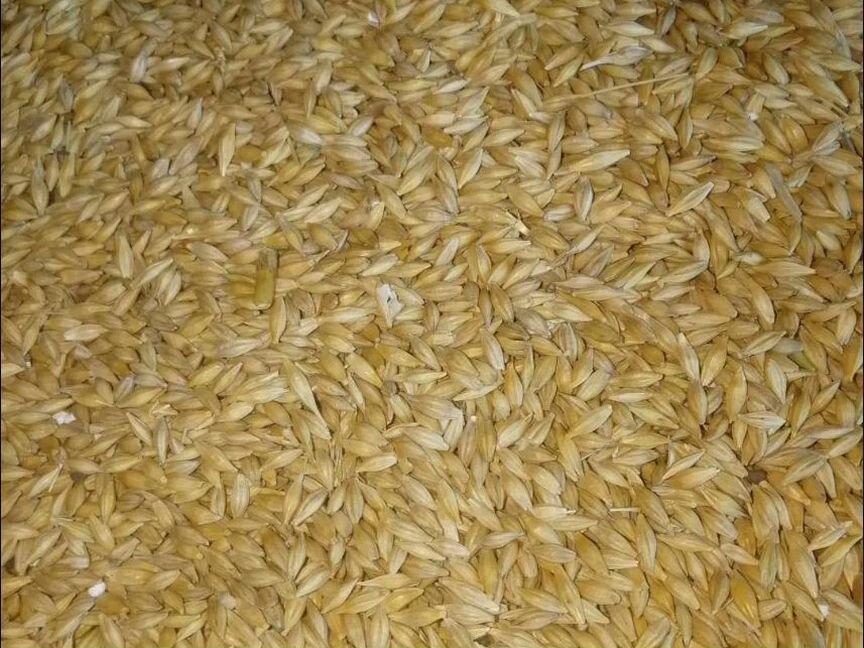 Фуражный ячмень, Соя корма