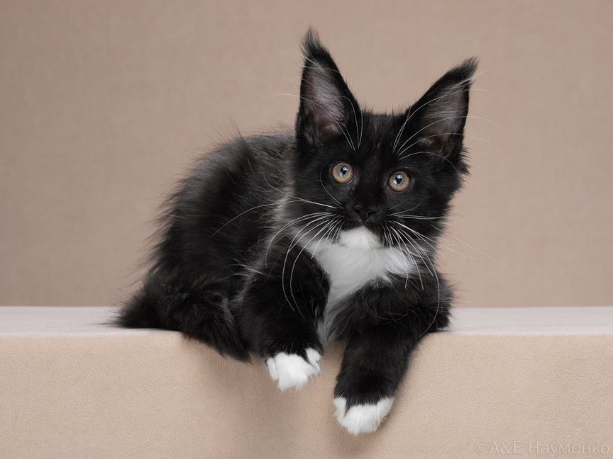 Котенок мейн-кун Барни