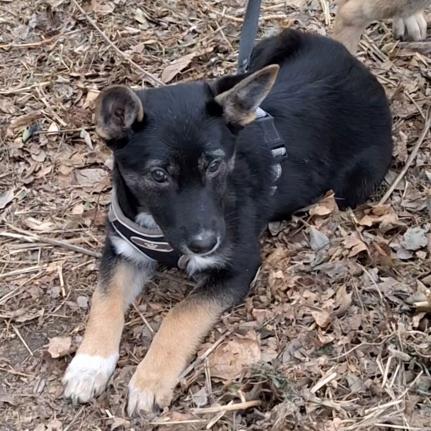 Щенок в добрые руки