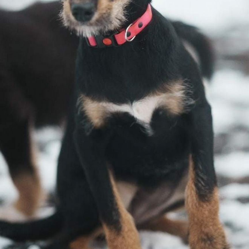 Ласкуша щенок Эмма, 4 мес. - в дар