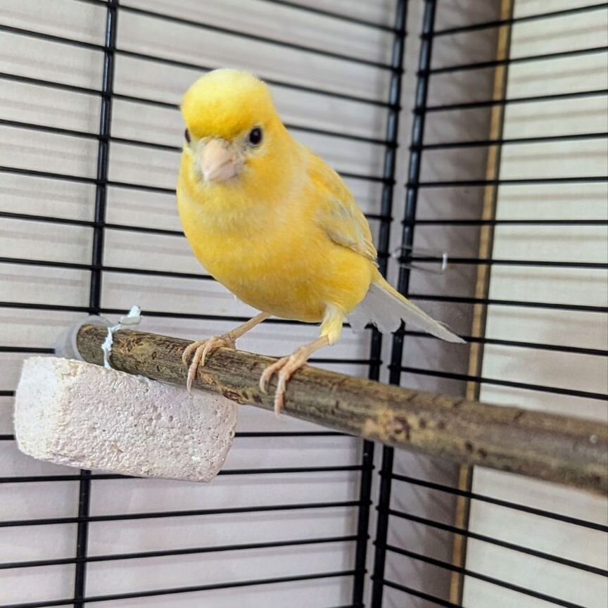 Канарейка самка