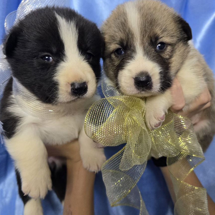 Щенок от частного владельца