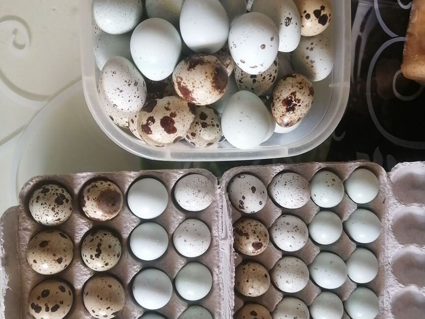 Яйца перепелиные