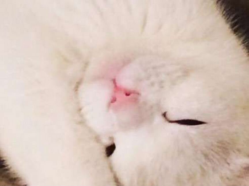 Отдам бесплатно