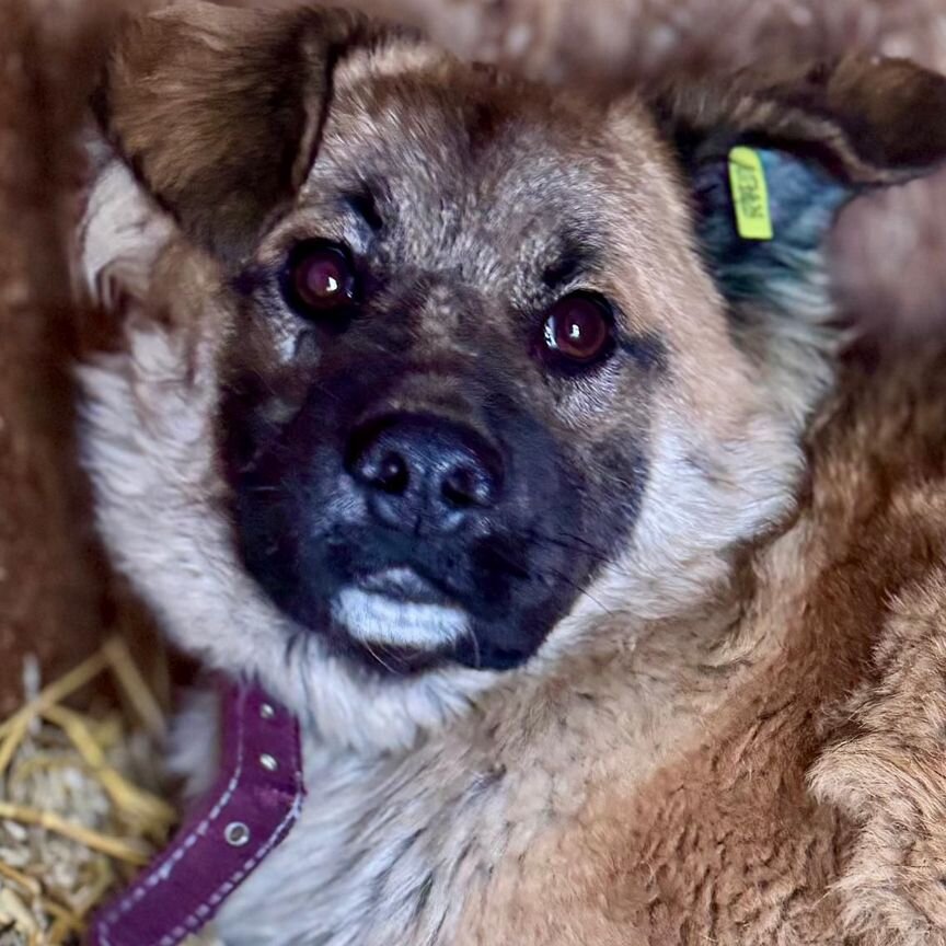 Щенок помесь овчарки в добрые руки