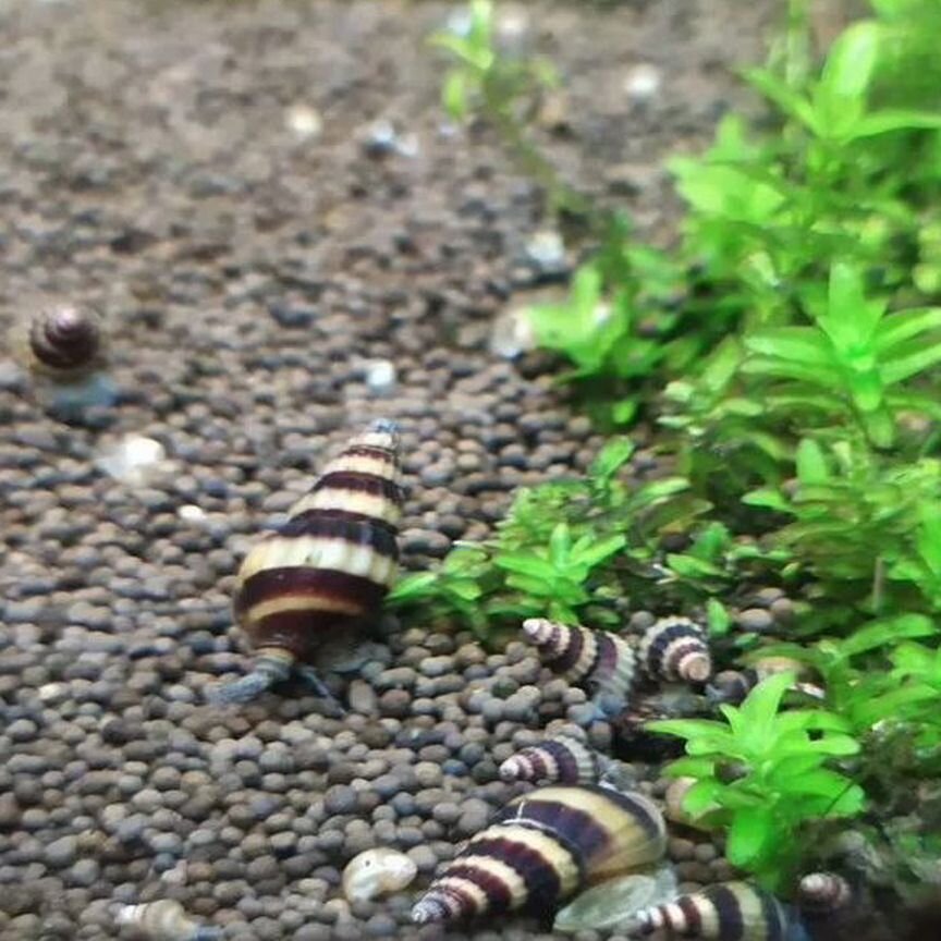 Улитка хелена