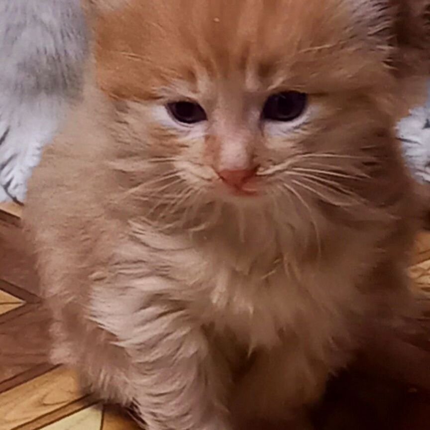 Котята
