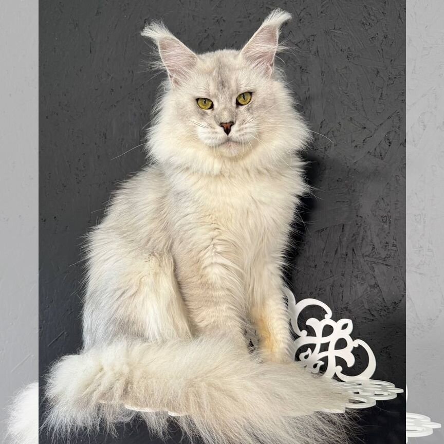 Мейн-кун, взрослый кот