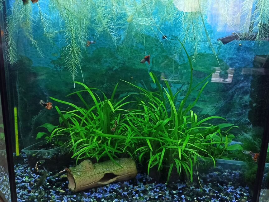 Аквариумные рыбки гуппи