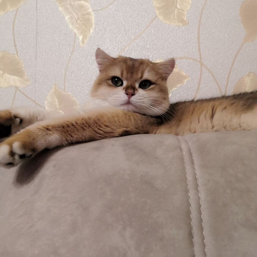 Кот Британская золотистая шиншилла. Вязка