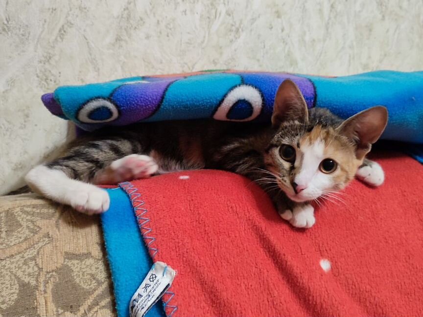 Кошка - дракошка в добрые руки