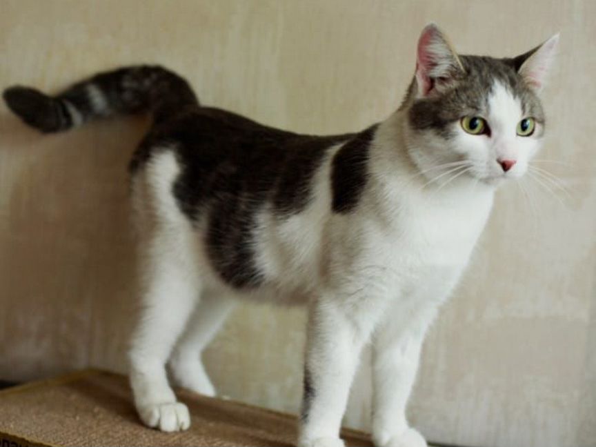 Котик