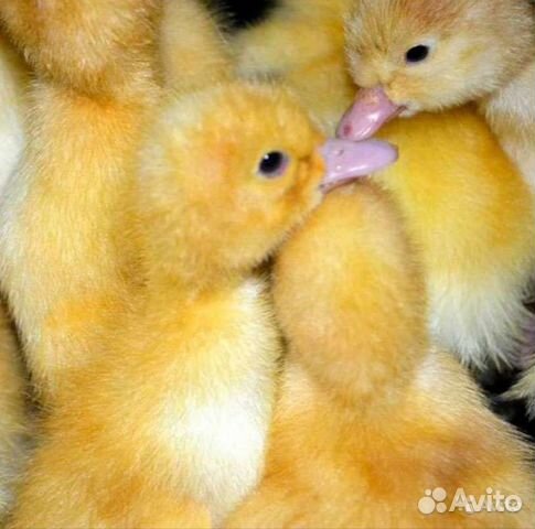 Бройлерные утята тяжёлого кросса