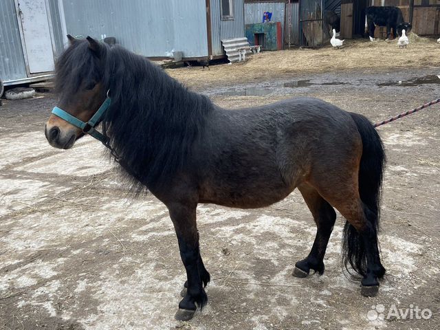 Пони на продажу