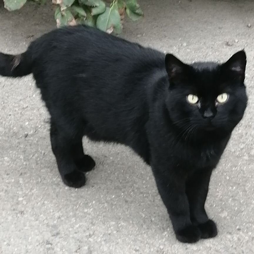 Ученый черный кот