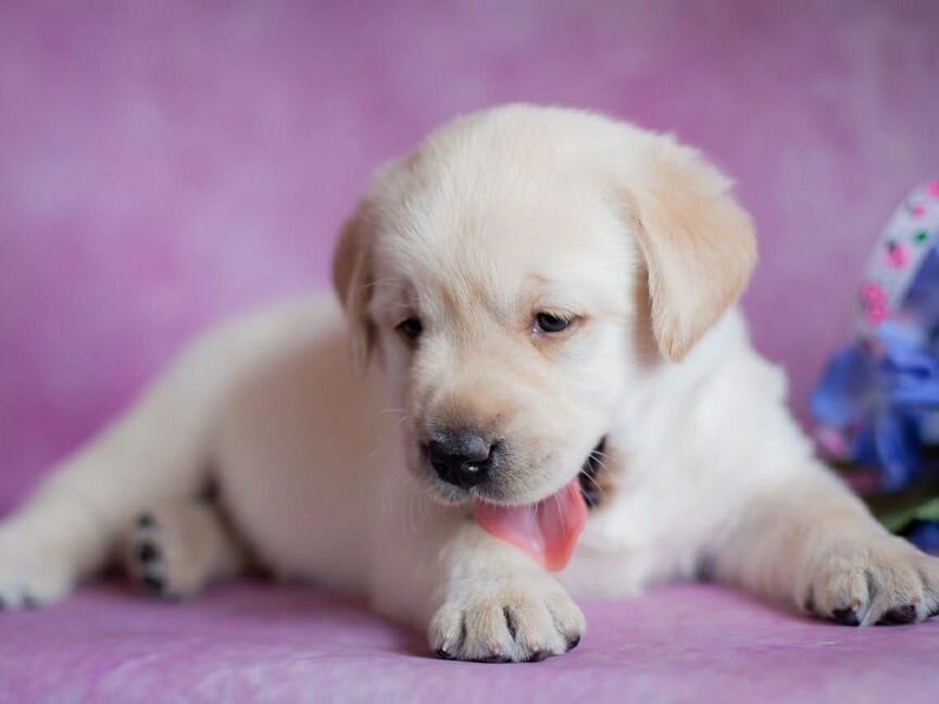 Щенки лабрадора