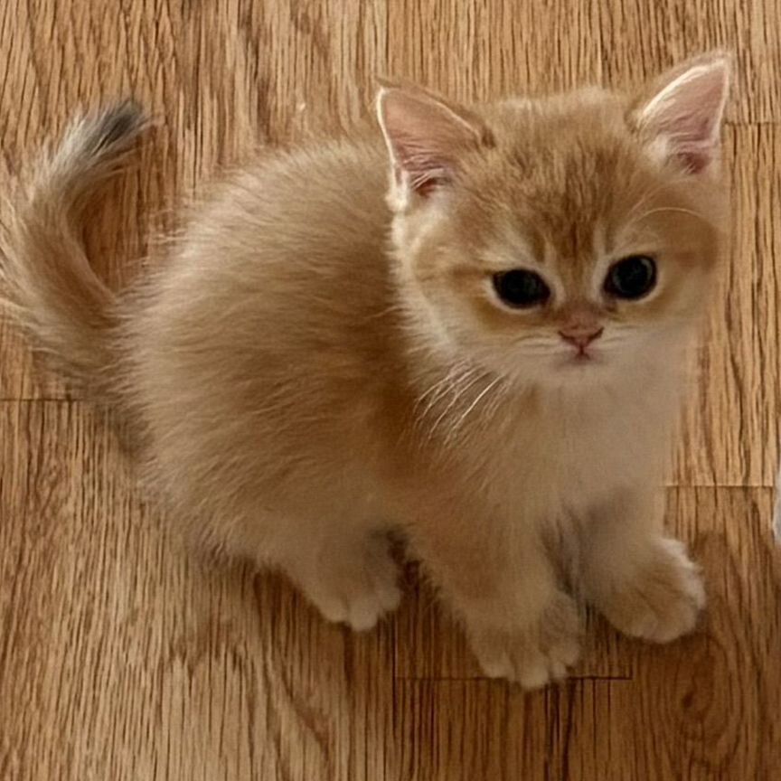 Британский короткошёрстный котёнок