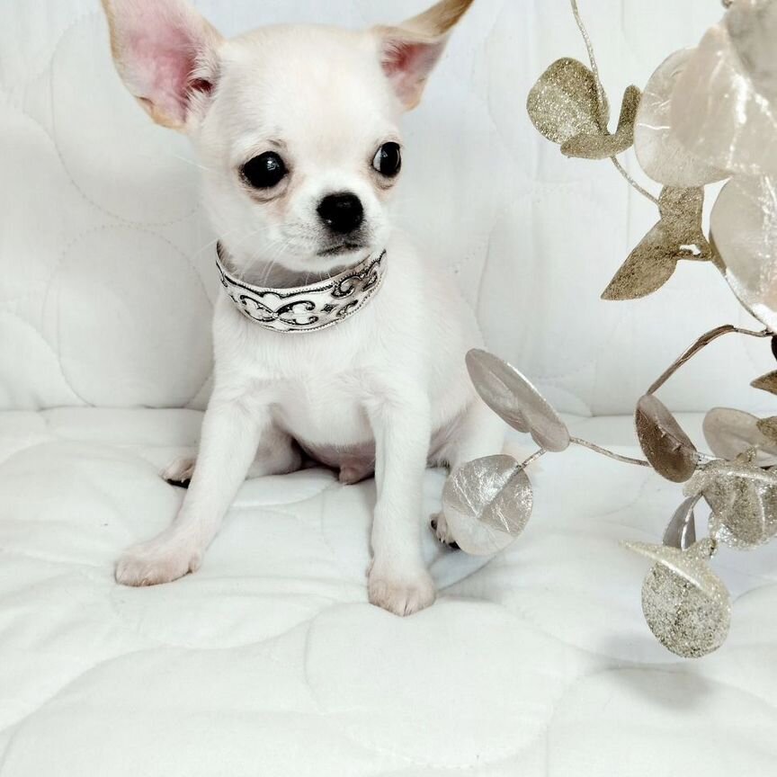 Щенки чихуахуа