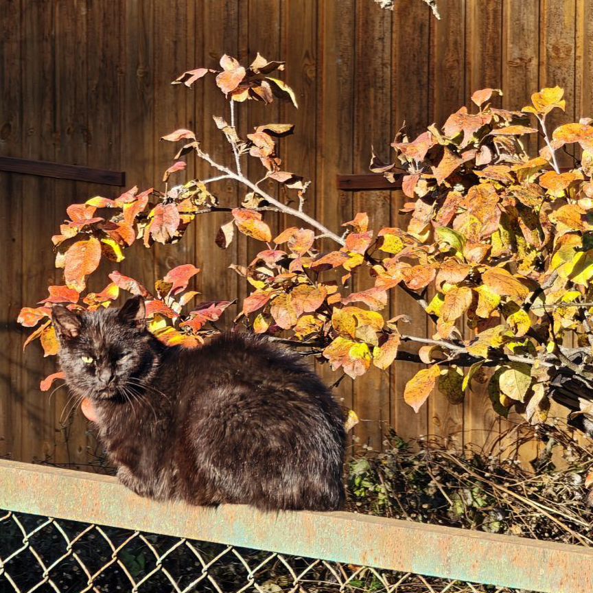 Взрослый кот в добрые руки