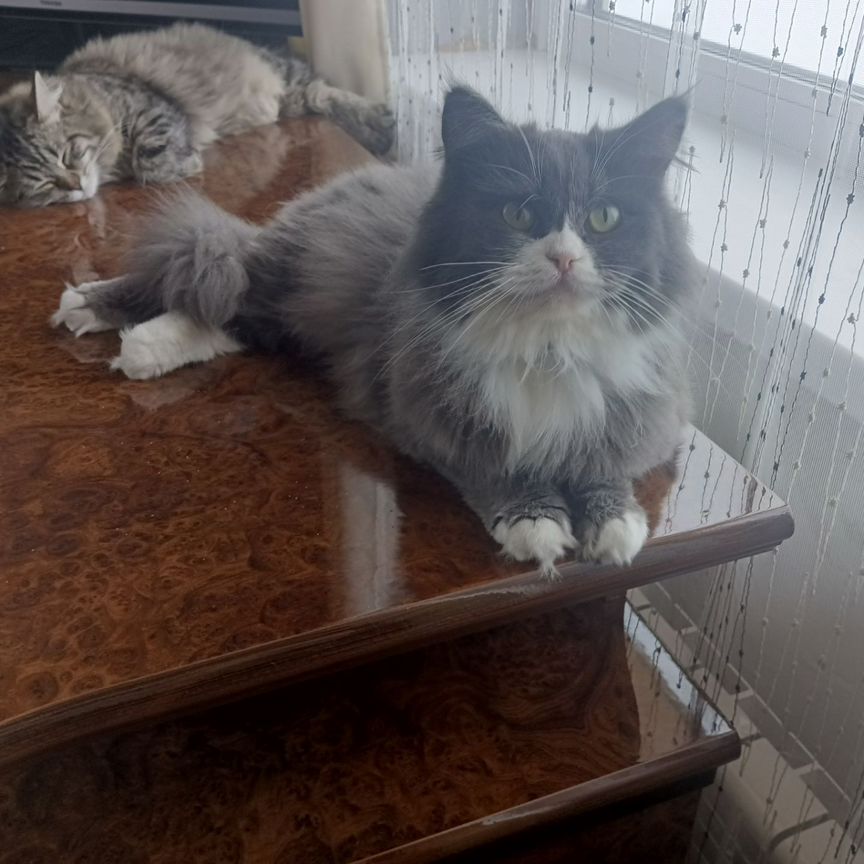 Кошка белка