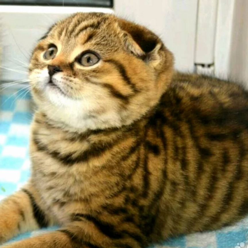 Шотландские вислоухие Тигрята