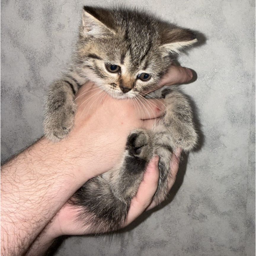 Британский короткошёрстный котёнок
