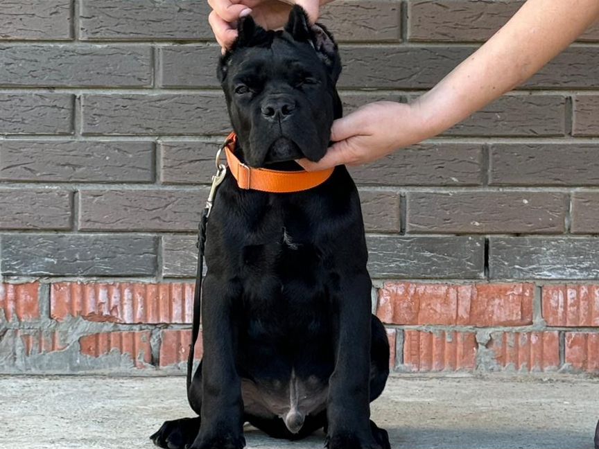 Шикарные щенки кане корсо