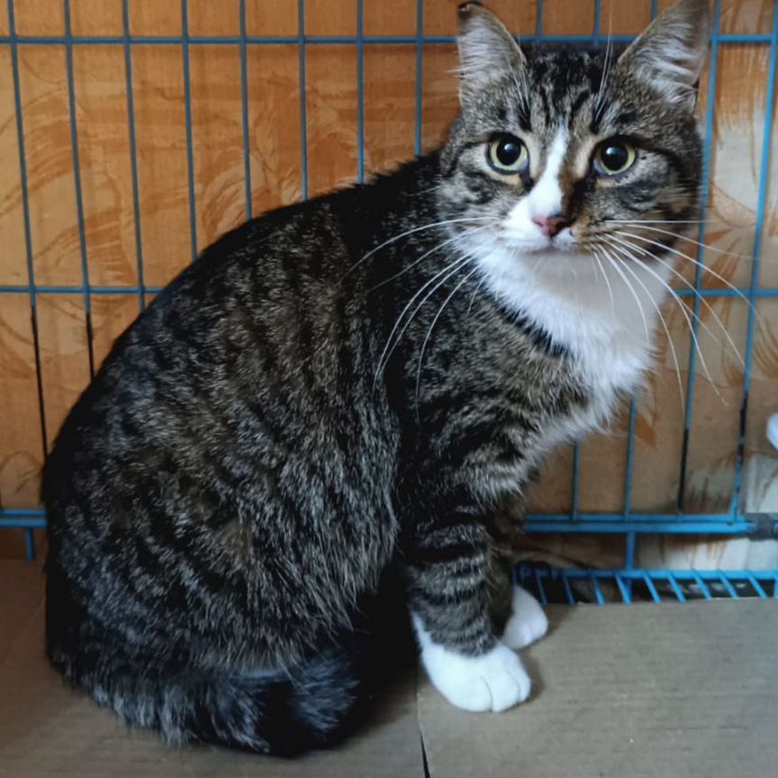 Взрослая кошка в добрые руки