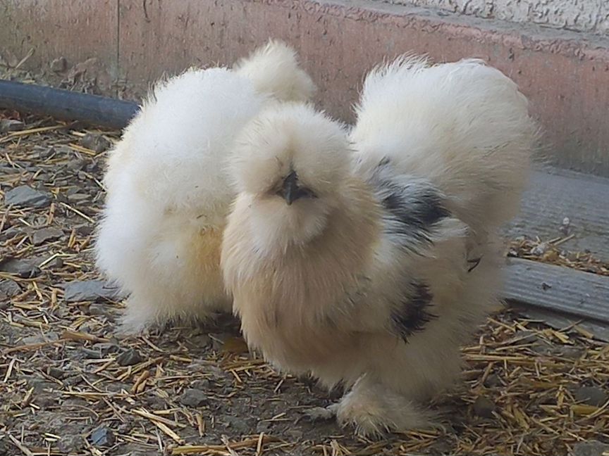 Циплята от породистых кур