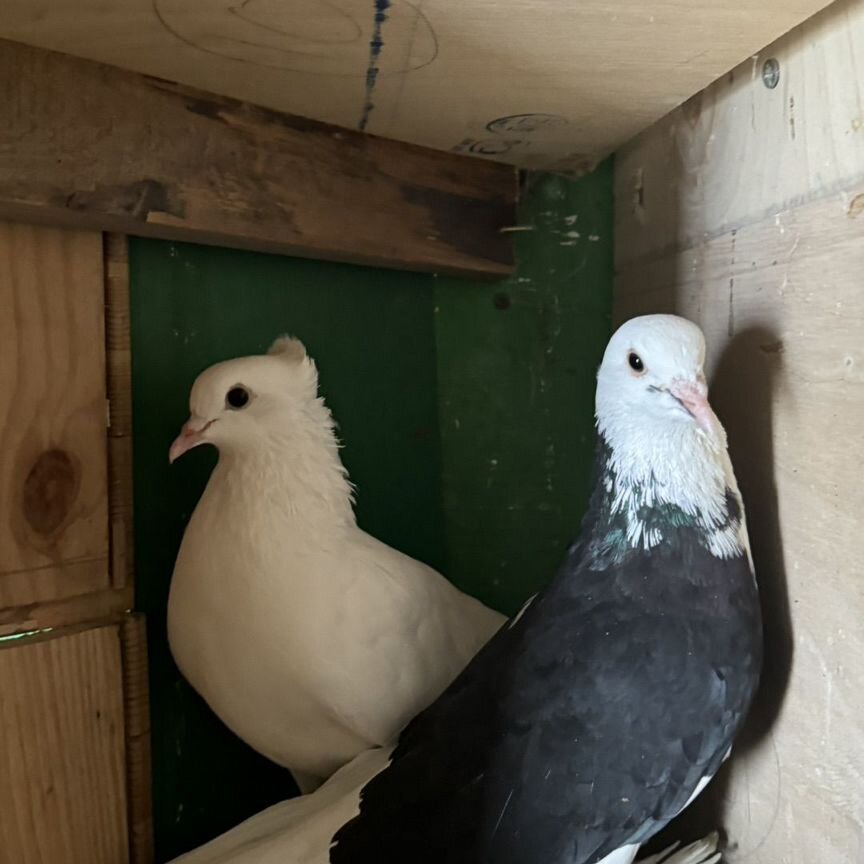 Голуби с хорошей игрой