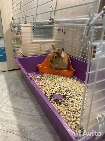 Декоративный карликовый кролик с клеткой