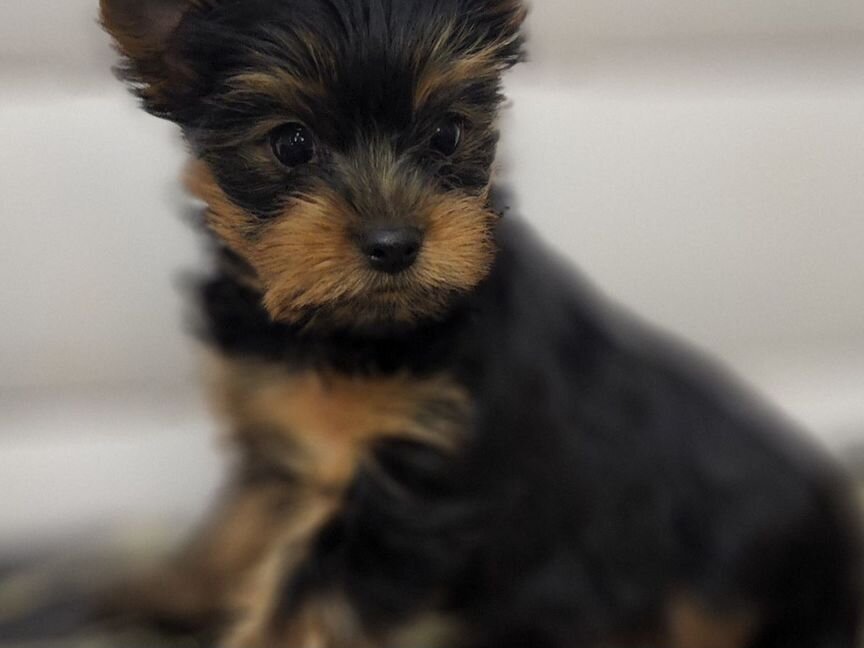 Йоркширский терьер мини щенки