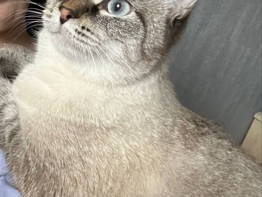 Потерялась кошка