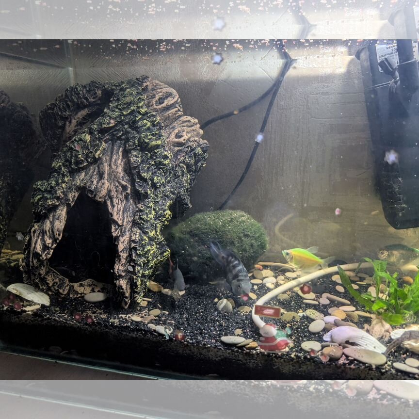 Аквариум с рыбками