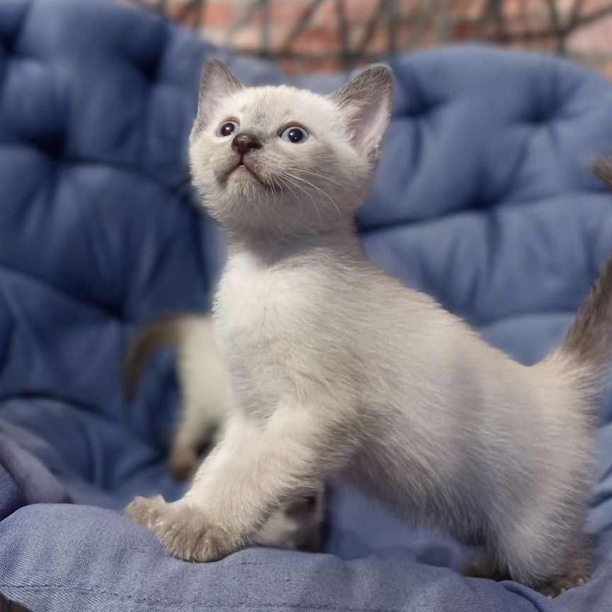 Чистокровные тайские котята