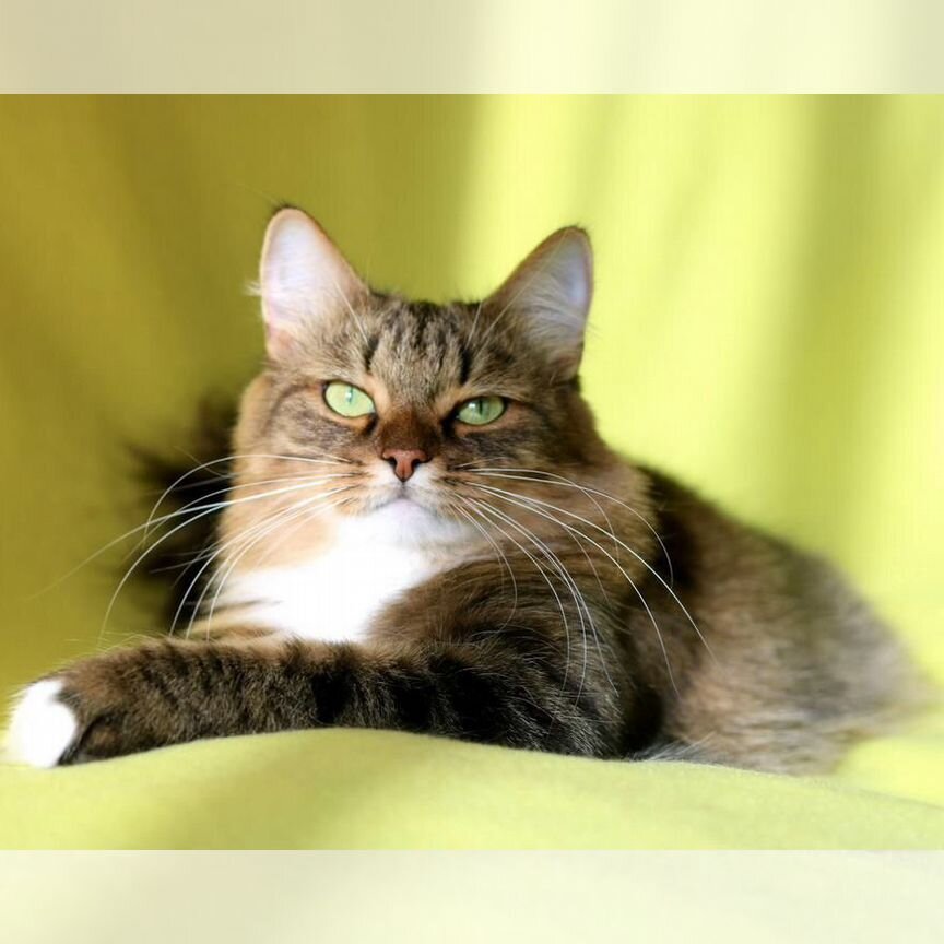 Кошка Васелиса