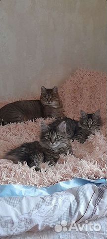 Крутые котята в дар)